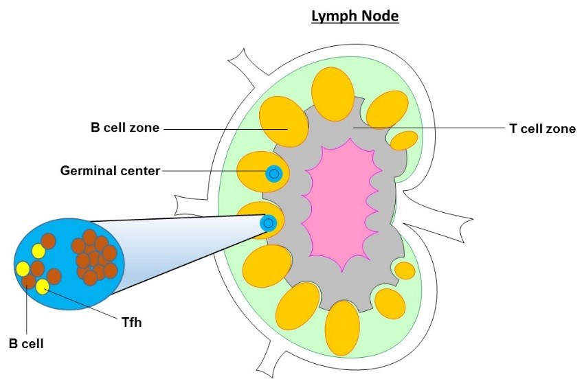 T follicular helper cells | British Society for Immunology